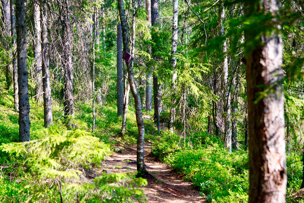 PuuhaPark - visitvihti.fi | The Official Adventure Guide